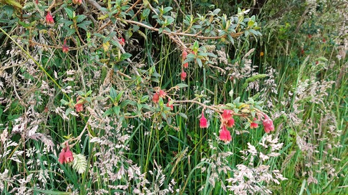 Observations by javier_perugachi · iNaturalist