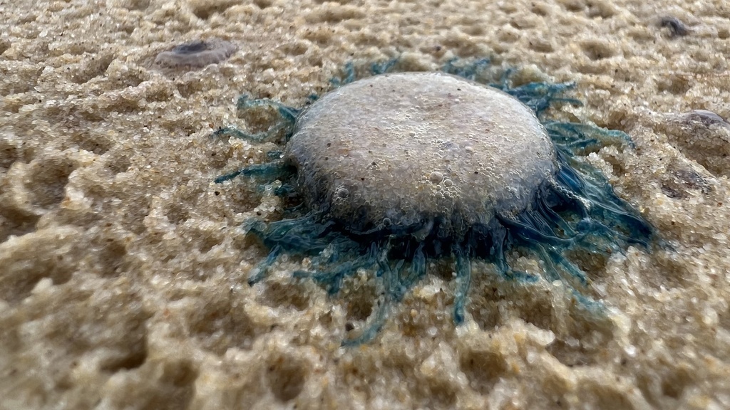 Blue Button from Coral Sea, Eurong, QLD, AU on April 07, 2023 at 08:56 ...