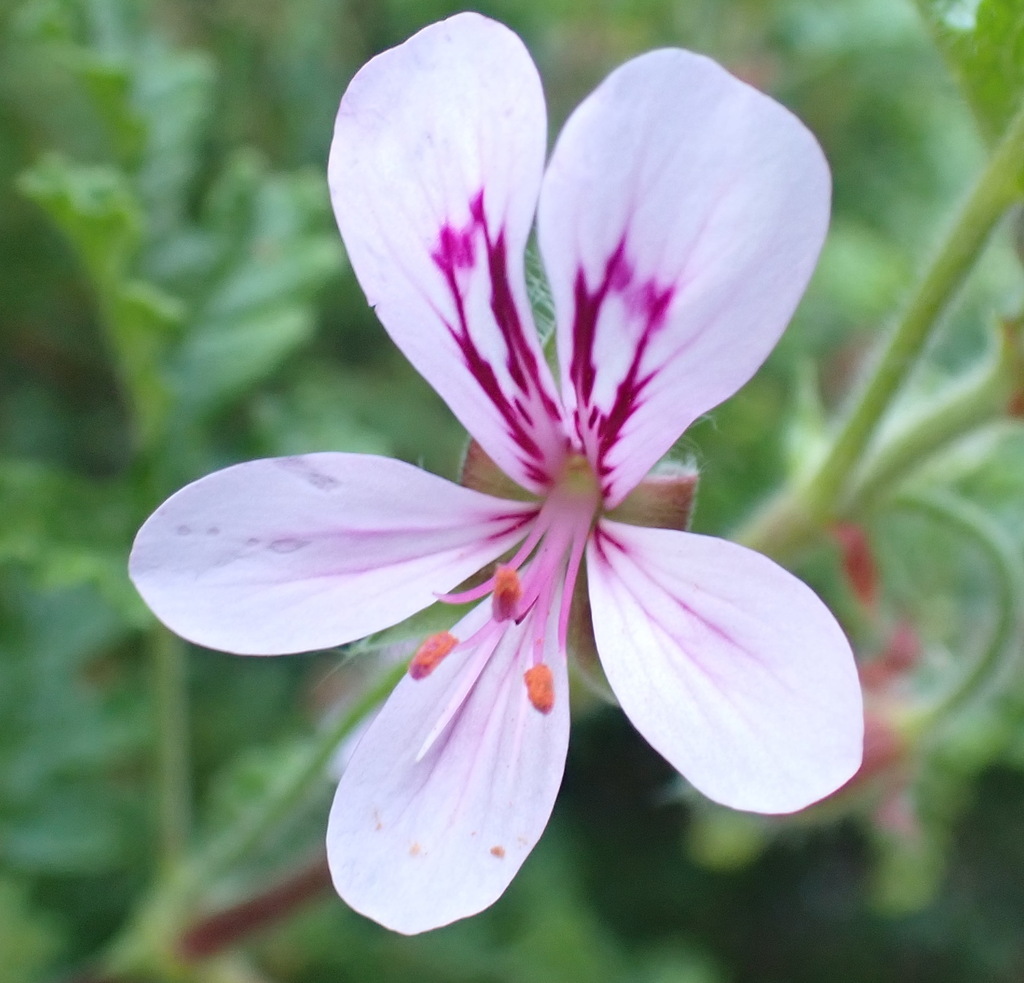 Oak-leaved geranium from Uitspan, Baviaanskloof, Sarah Baartman ...