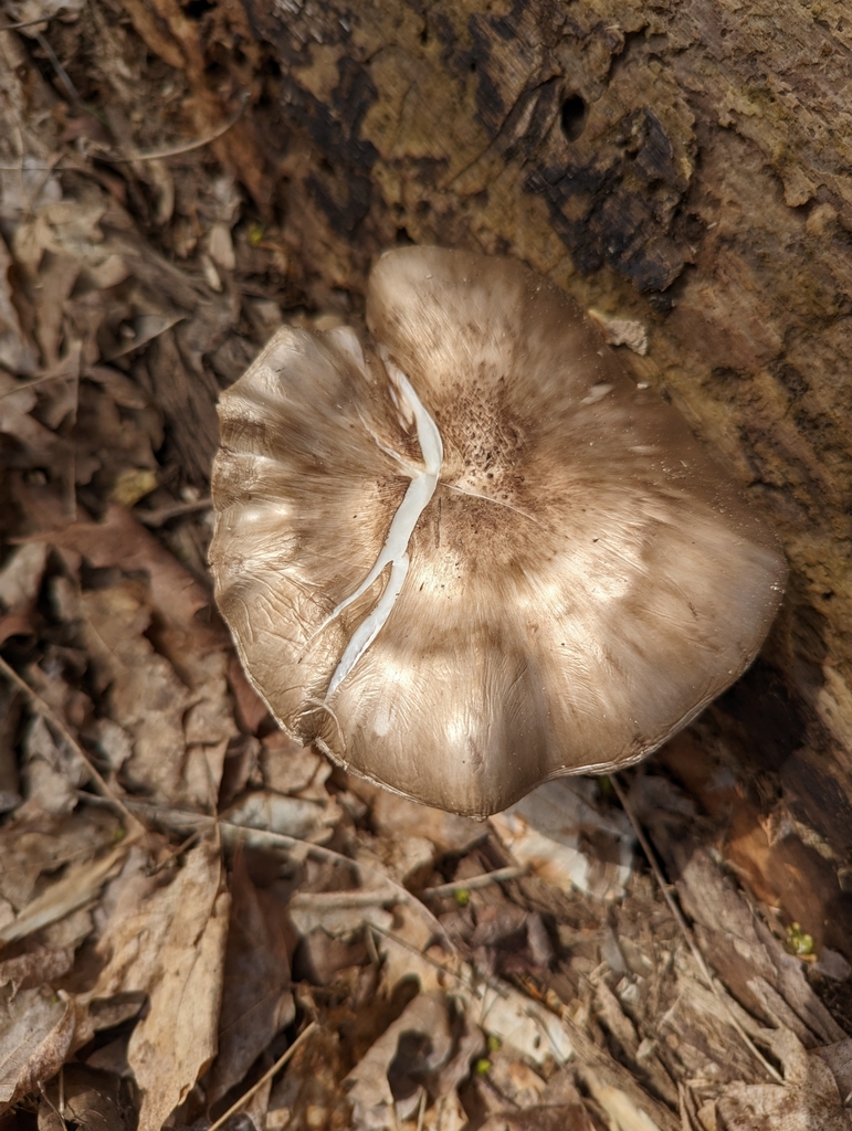 Pluteus hongoi from New Augusta, IN 46278, USA on April 7, 2023 at 03: ...