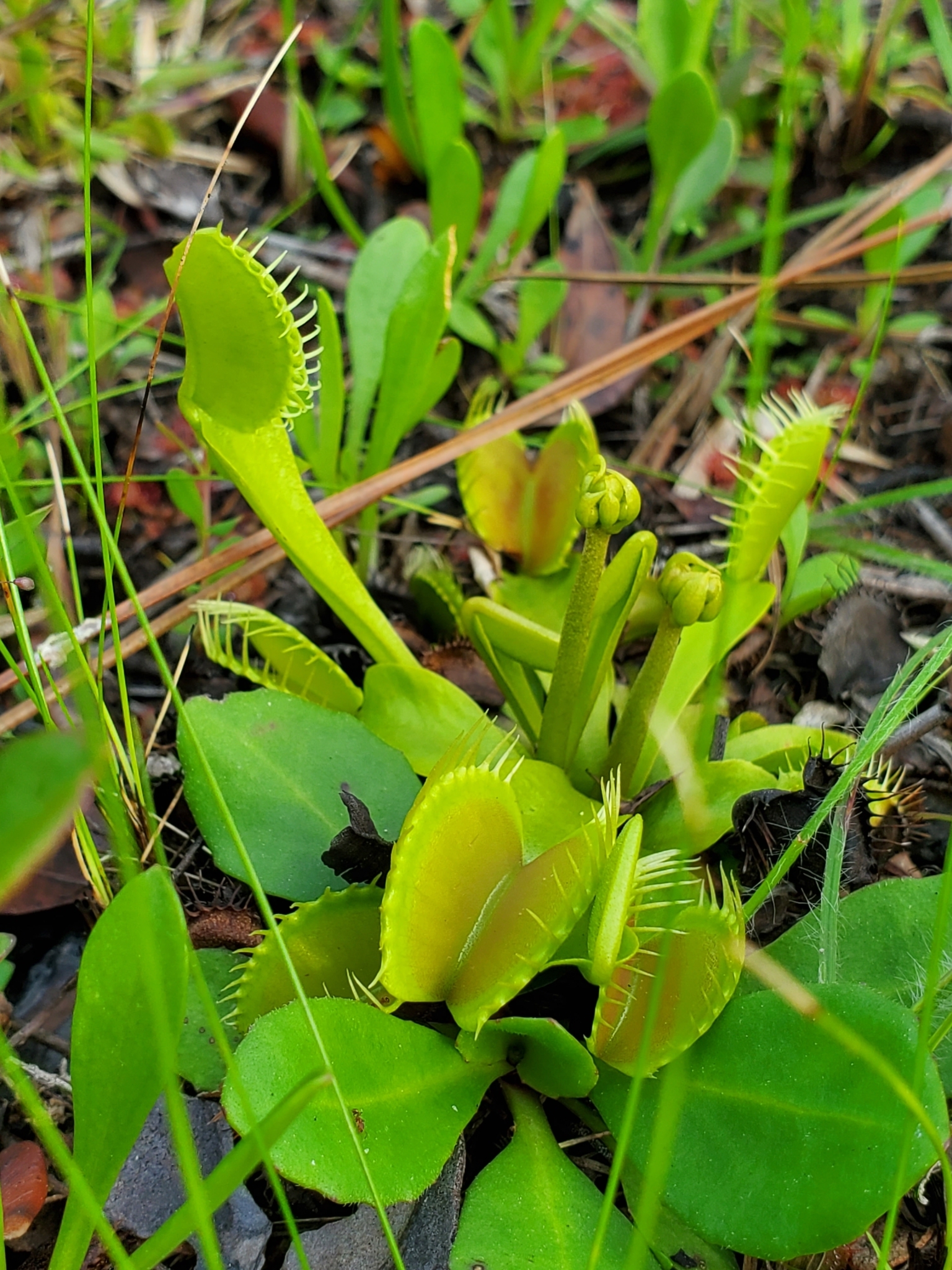 Dionaea muscipula Ellis