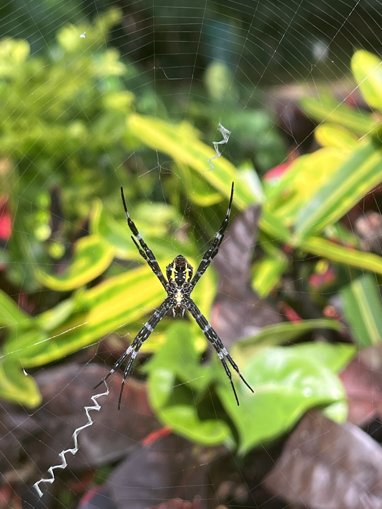 Hawaiian Garden Spider from Maui, Kaanapali, HI, US on April 7, 2023 at ...
