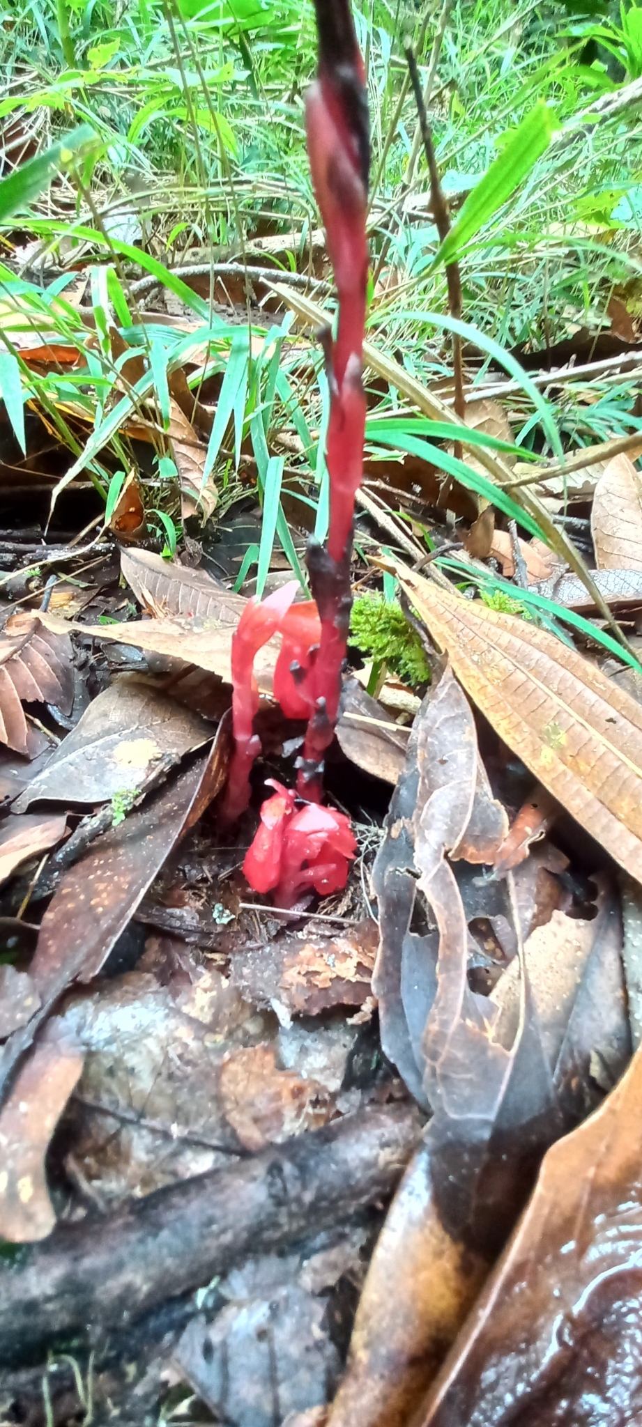 Monotropa coccinea Zucc.