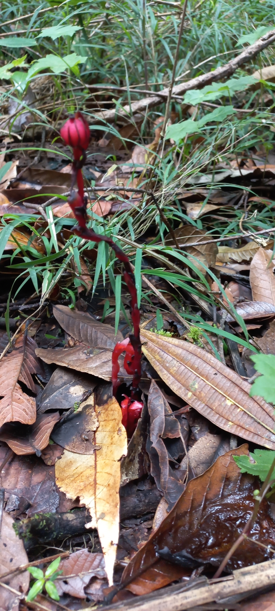 Monotropa coccinea Zucc.