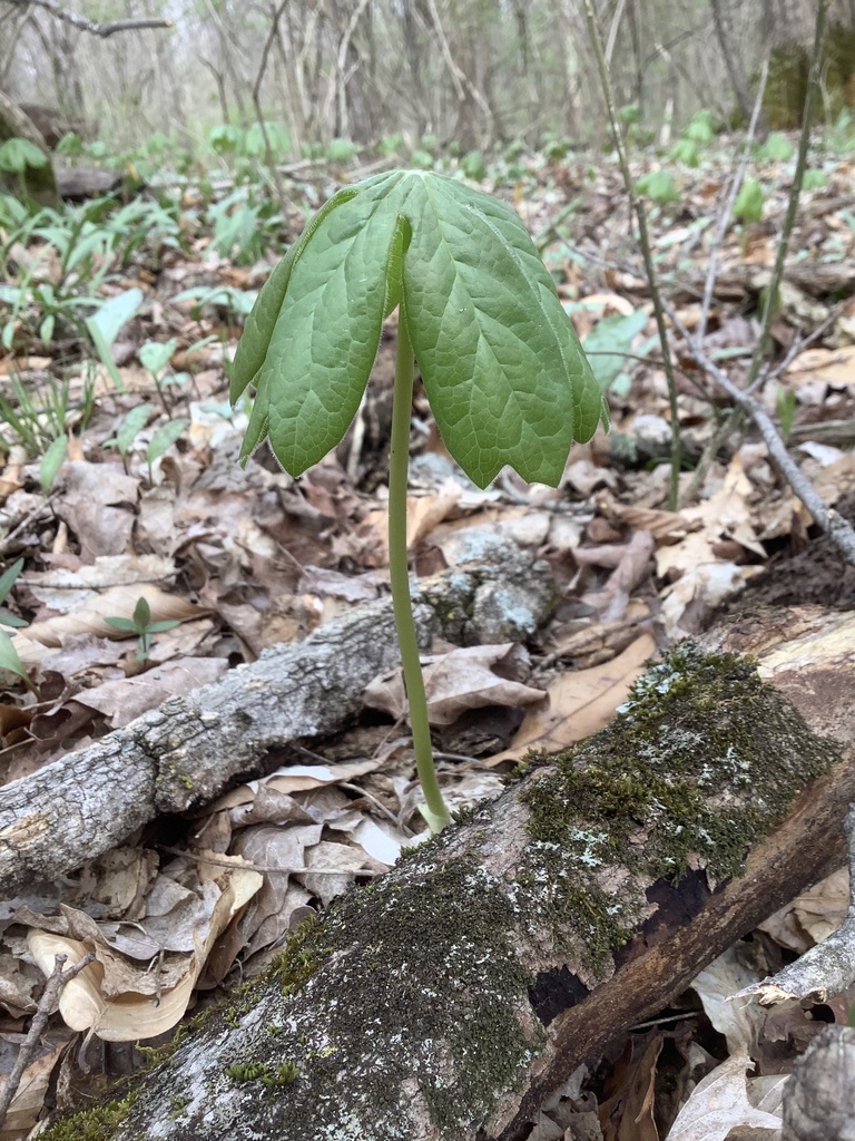mayapple from Sugarcreek MetroPark, Dayton, OH, US on April 07, 2023 at ...
