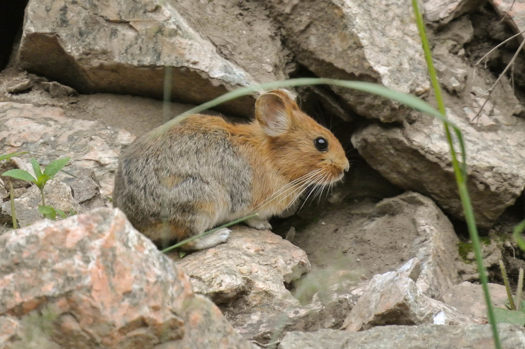 Chinese Red Pika (Ochotona erythrotis) - Know Your Mammals