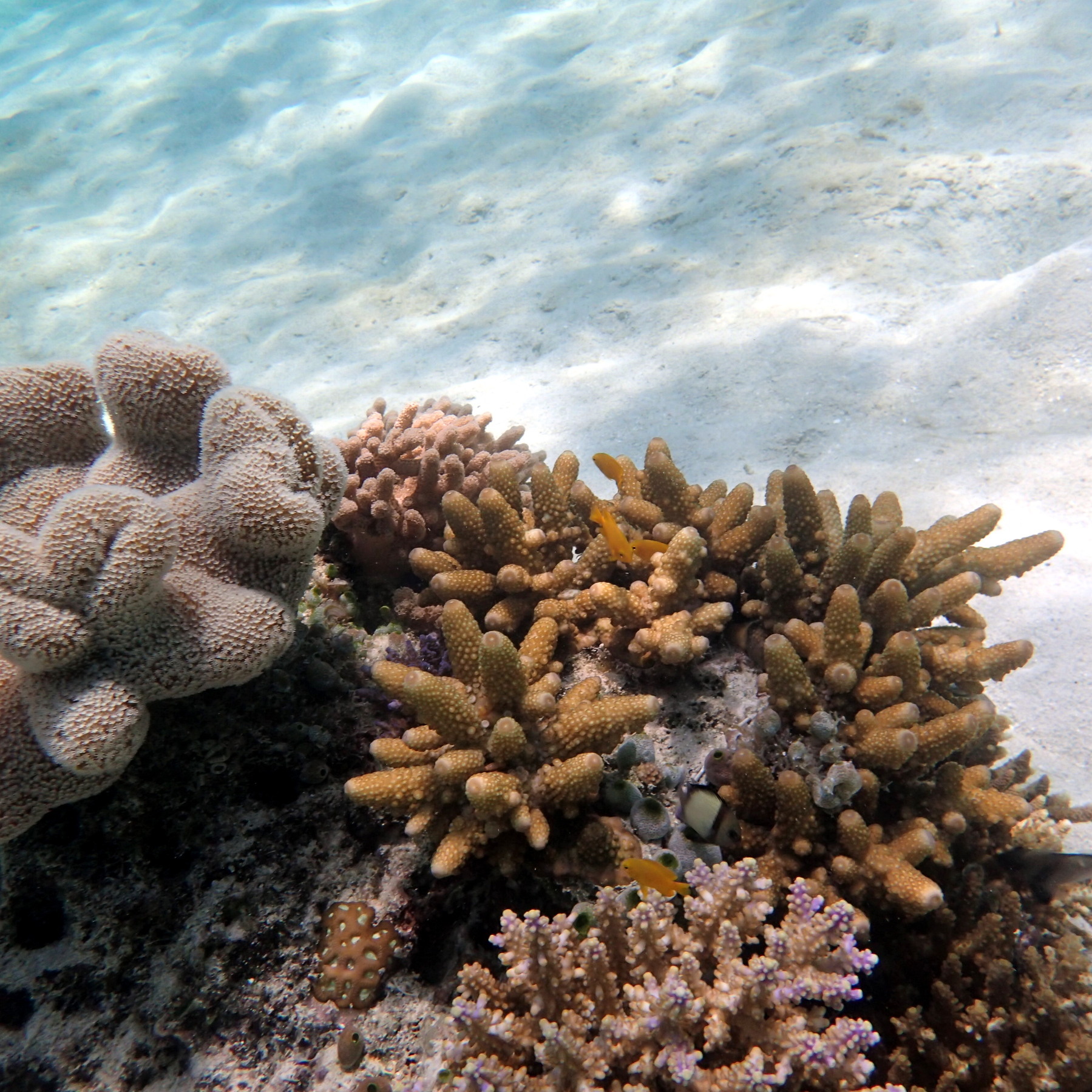 Acropora humilis (Dana, 1846)