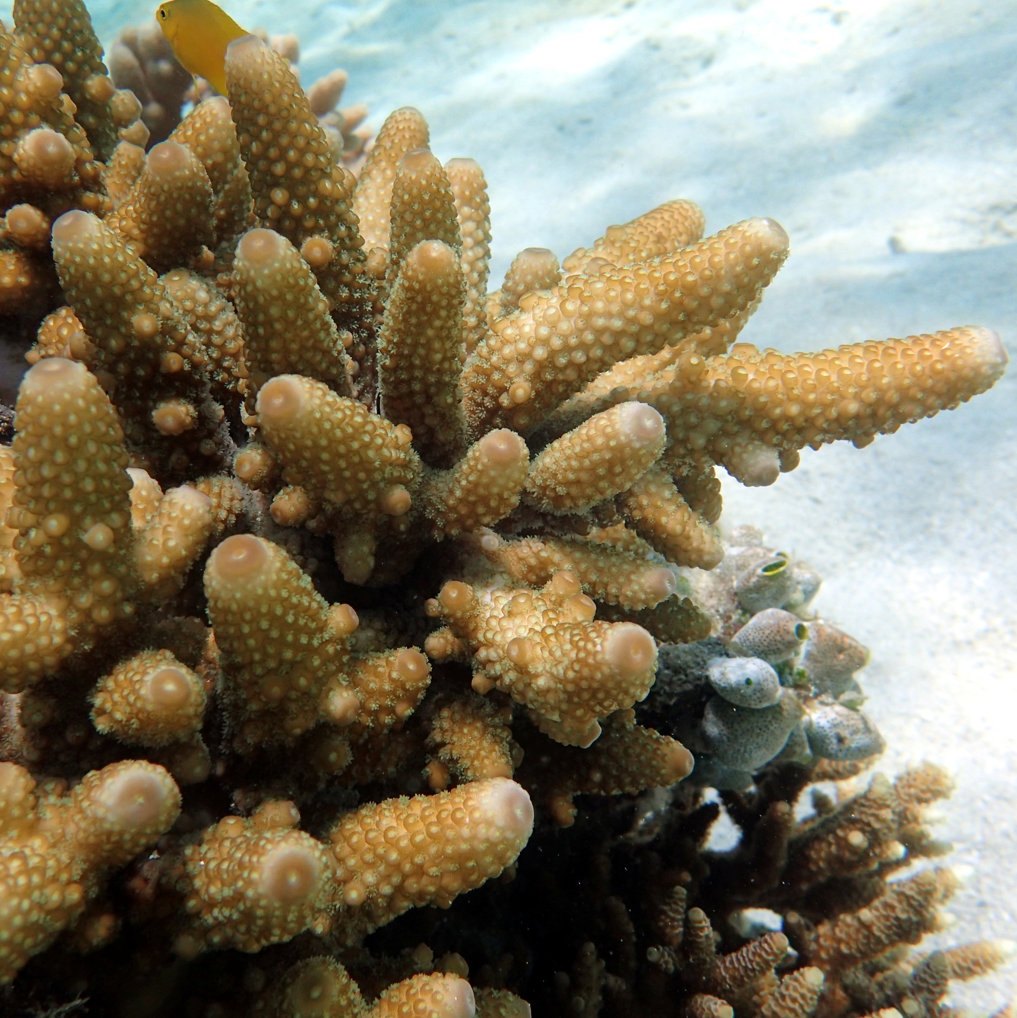 Acropora humilis (Dana, 1846)