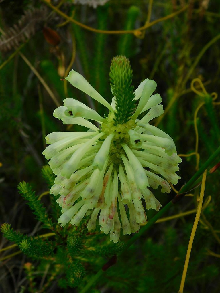 Bottle Green Heath from Hardepeer Trail Greyton, 7233, South Africa on ...