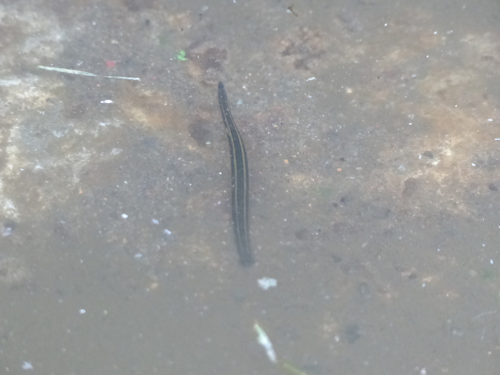 Richardsonianus mauianus from Motutapu Island on November 15, 2015 by ...