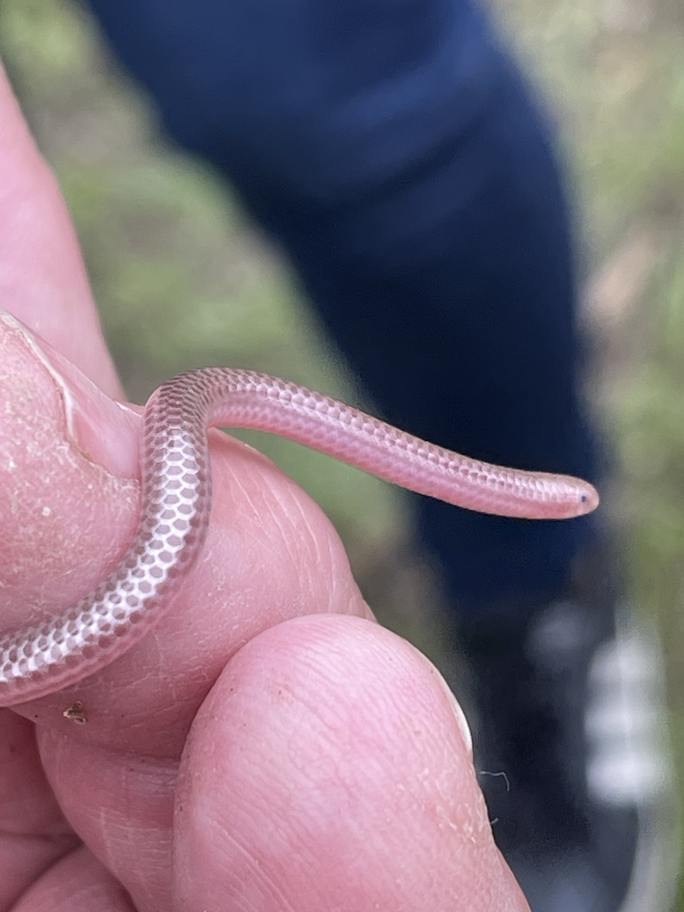 Texas Blind Snake from Hood County, US-TX, US on April 7, 2023 at 12:03 ...