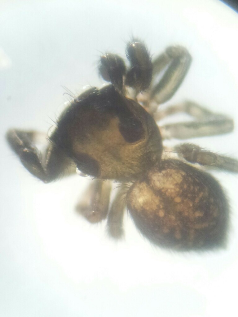 Neon robustus from Hunter's Inn, Barnstaple EX31 4PX, UK on March 19 ...