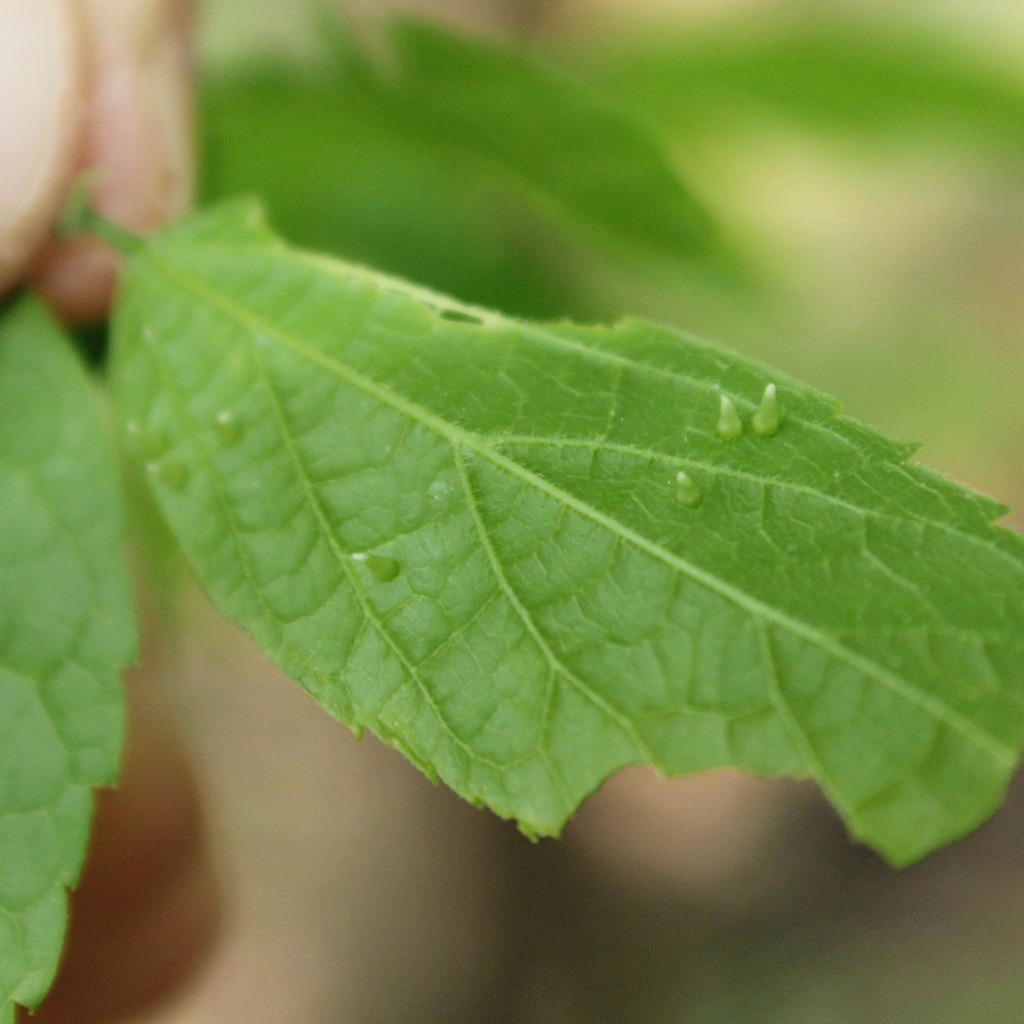 Hackberry Aciculate Gall Midge from Conway, AR, USA on April 05, 2023 ...