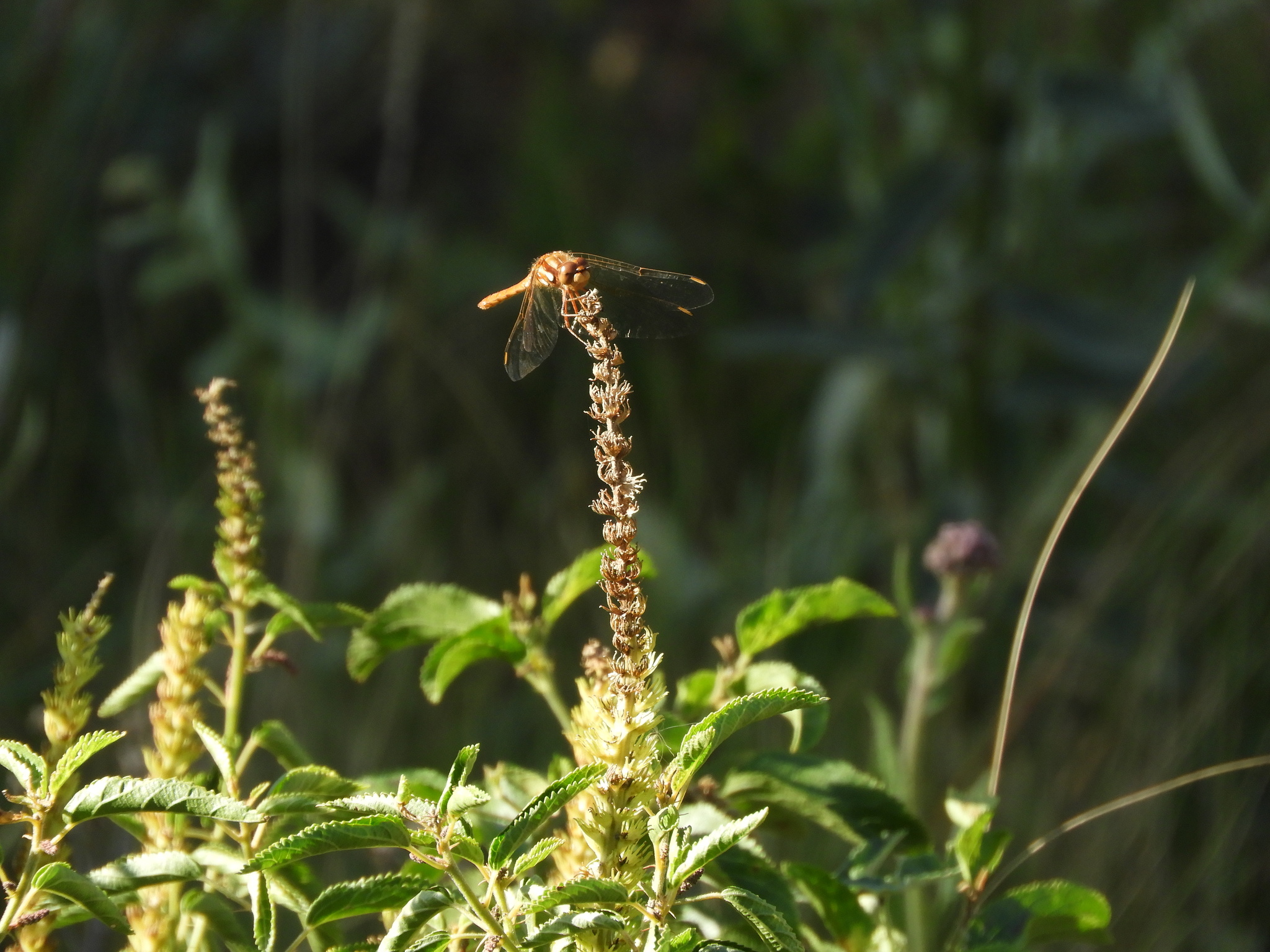Sympetrum gilvum (Selys, 1884)
