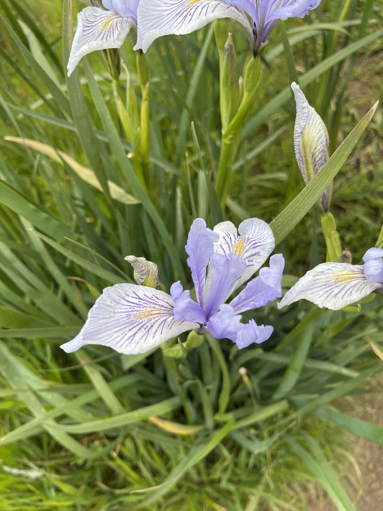 Central Coast iris in April 2023 by Gabriel Sumayan Garcia (they/them ...
