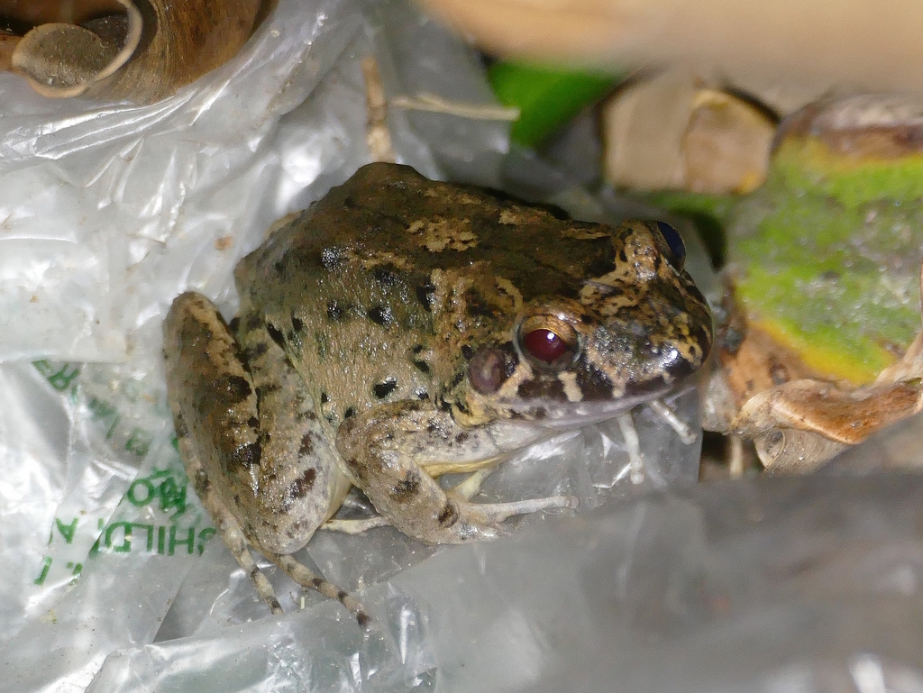 Smooth-skinned Ditch Frog from The Lime, Grenada on March 21, 2023 at ...