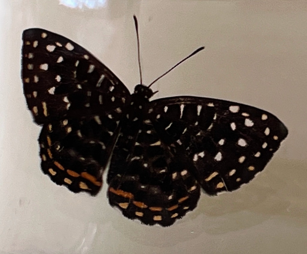 Napaea eucharila from Gamboa, Panama on March 25, 2023 at 04:41 PM by ...