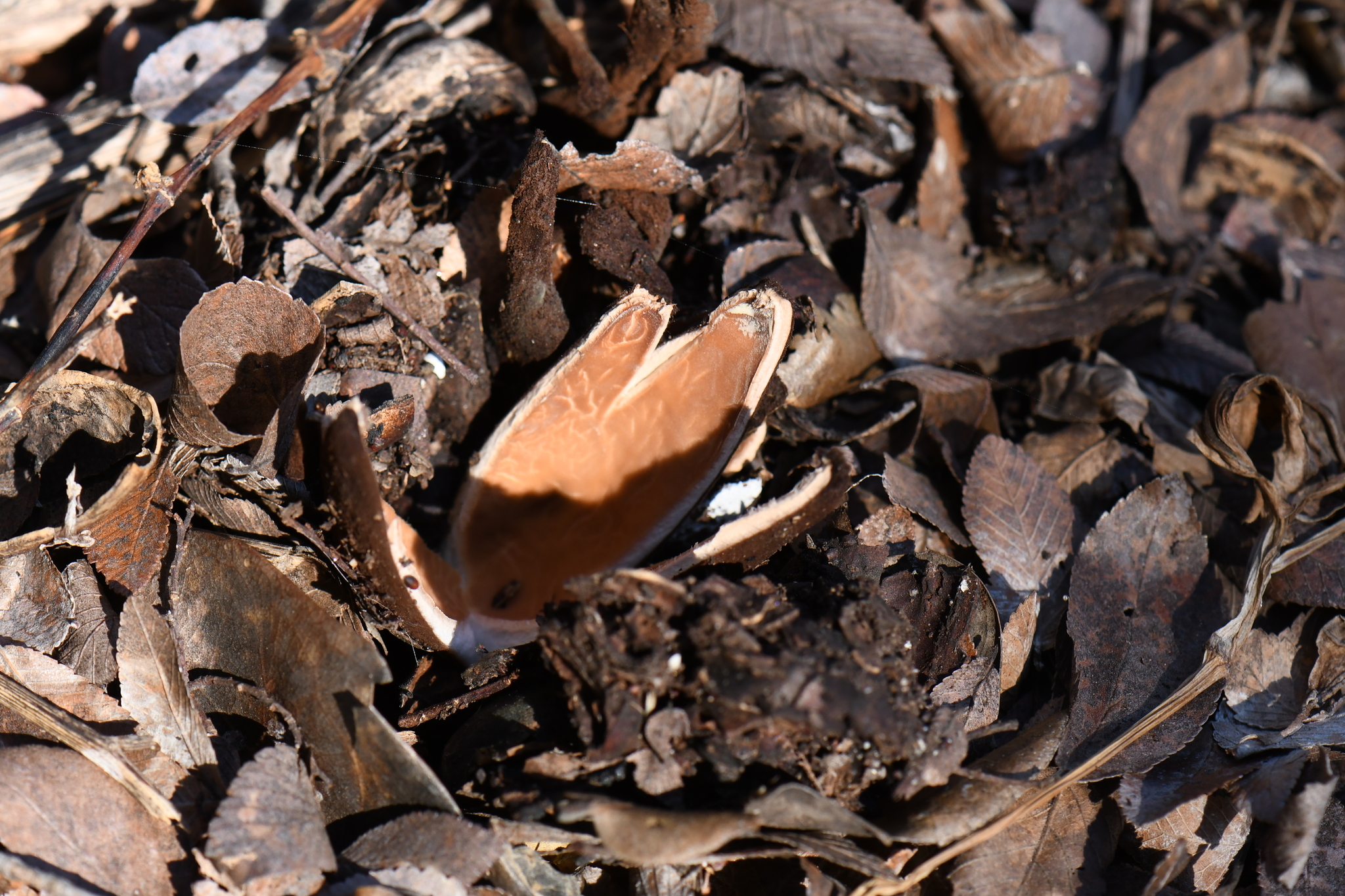 Chorioactis geaster (Peck) Kupfer ex Eckblad