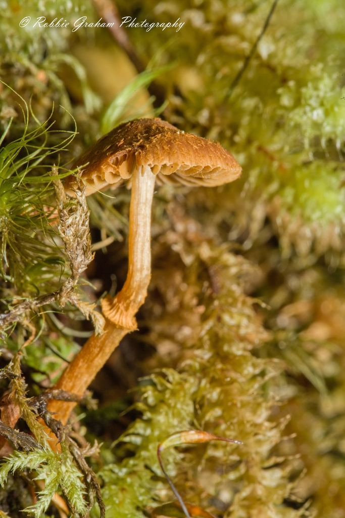 Fungi Including Lichens from 202 Clements Mill Road, Waikato 3382, New ...