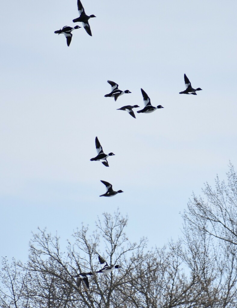 Common Goldeneye from Crow Wing State Park, Crow Wing County, MN, USA ...
