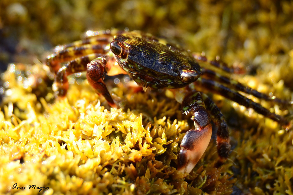 Marbled Crab (Madeira Decapoda) · iNaturalist