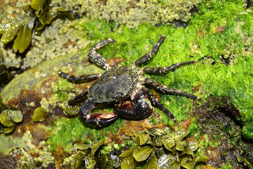 Marbled Crab (Madeira Decapoda) · iNaturalist