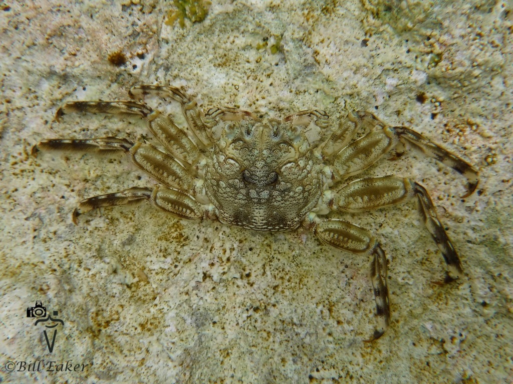 Tidal Spray Crab (Madeira Decapoda) · iNaturalist