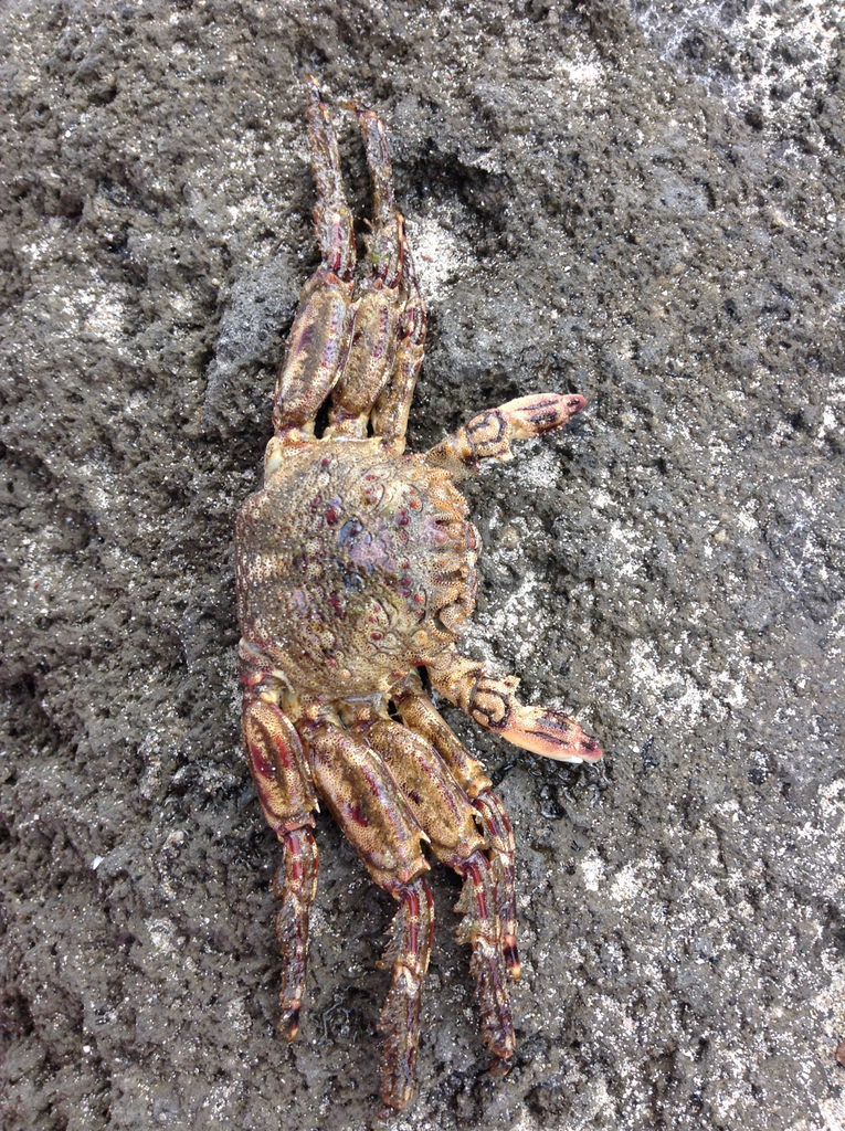 Tidal Spray Crab (Madeira Decapoda) · iNaturalist