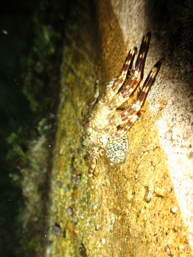 Tidal Spray Crab (Madeira Decapoda) · iNaturalist