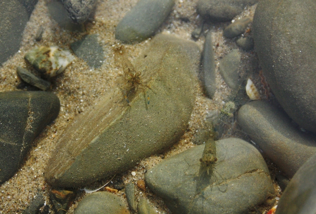 Rockpool Prawn (Madeira Decapoda) · iNaturalist