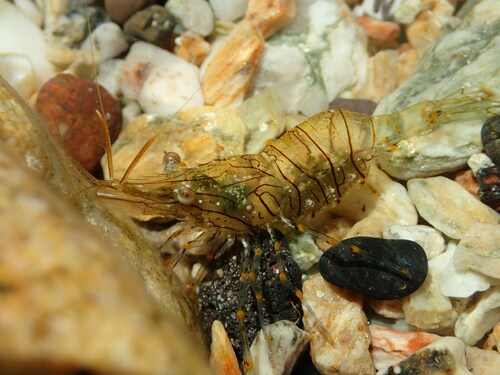 Rockpool Prawn (Madeira Decapoda) · iNaturalist