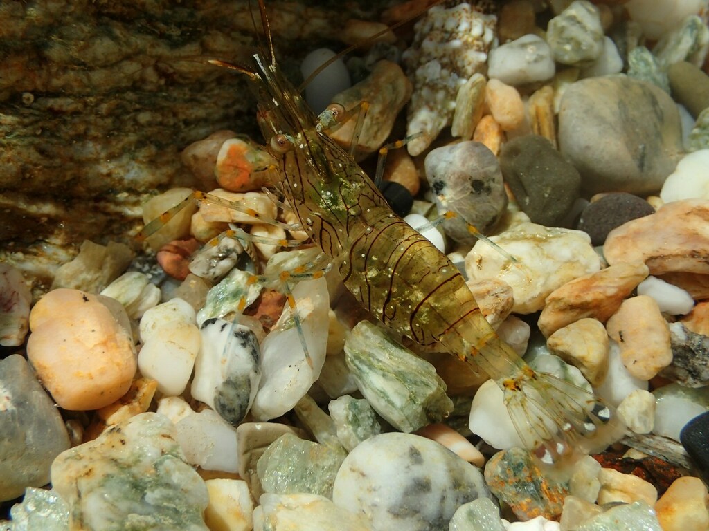 Rockpool Prawn (Madeira Decapoda) · iNaturalist