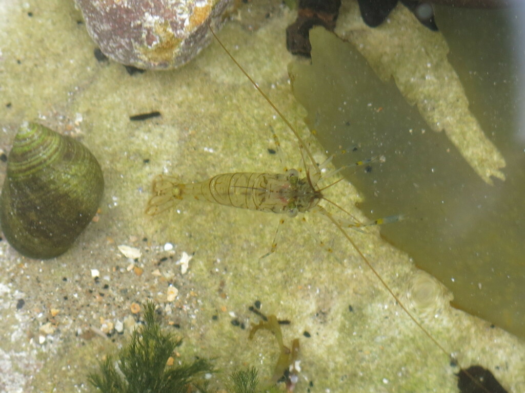 Rockpool Prawn (Madeira Decapoda) · iNaturalist