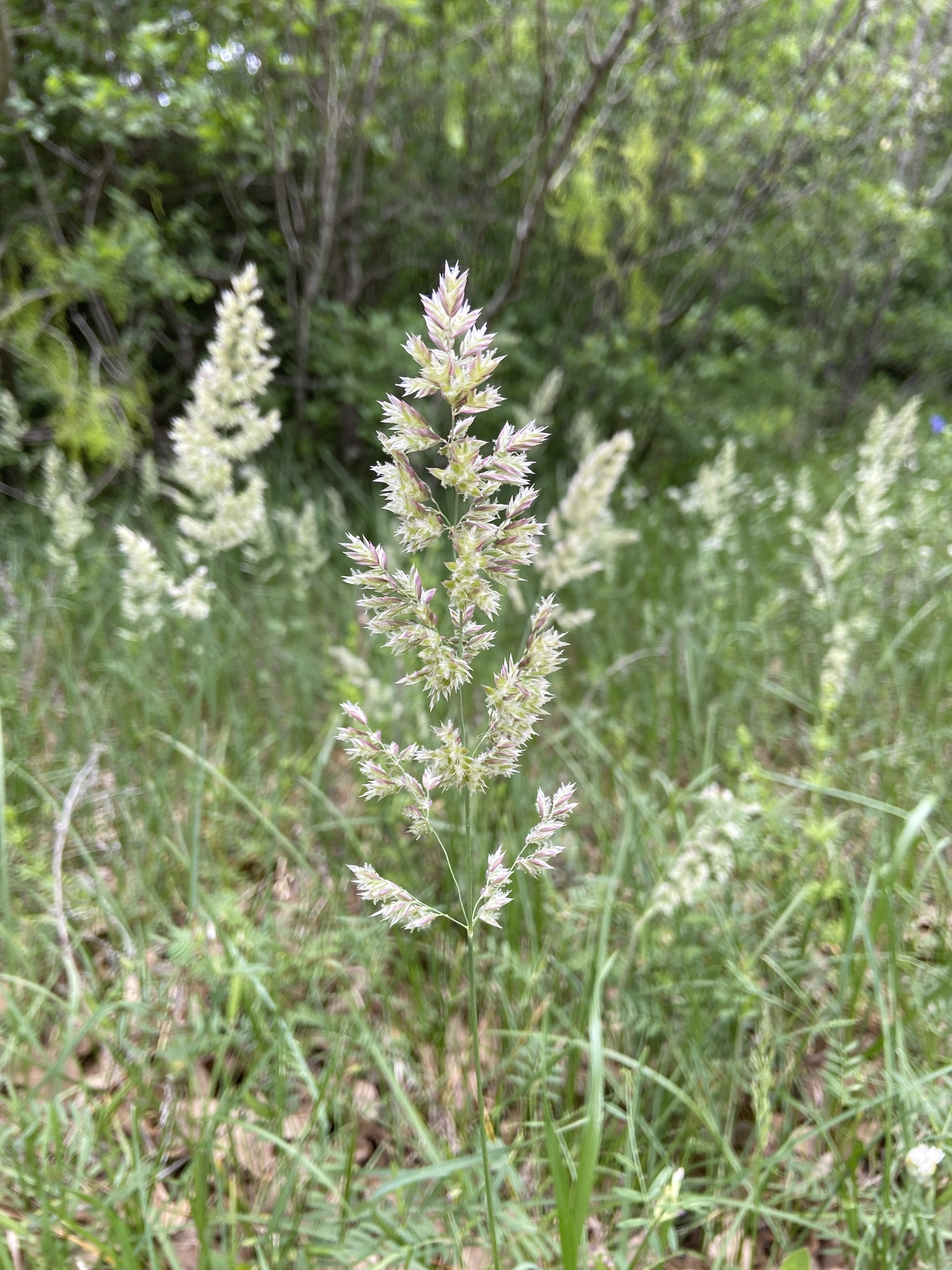 Poa arachnifera Torr.