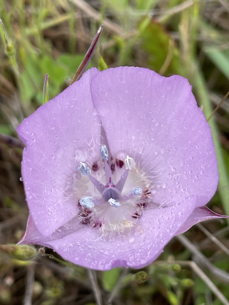 Pink star-tulip in April 2023 by tbaker20 · iNaturalist