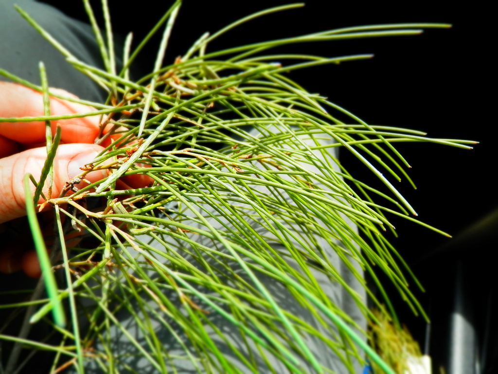 Acacia coolgardiensis from Near Maya, North of Buntine to Perenjori, WA ...