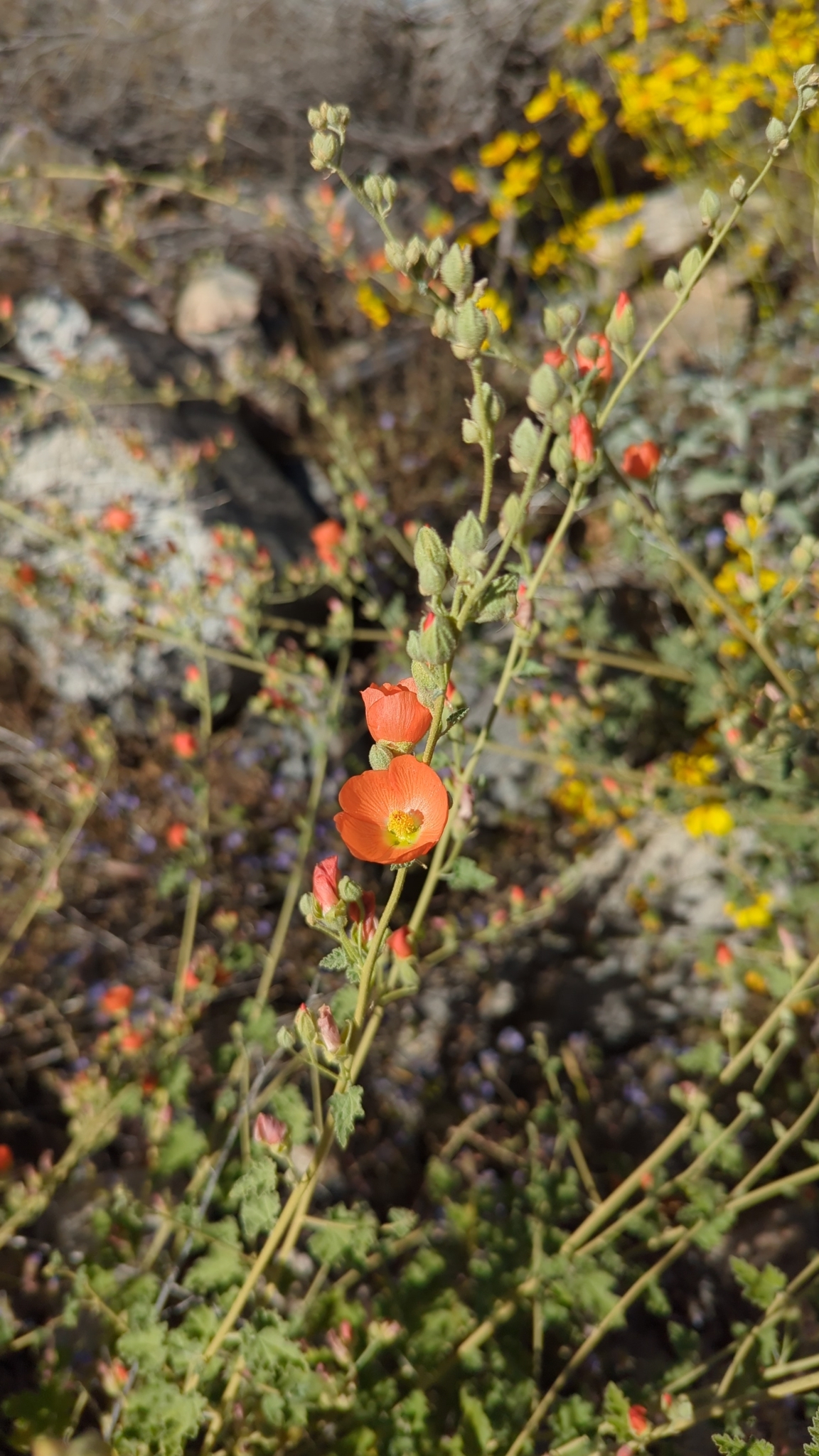 Sphaeralcea hastulata A.Gray