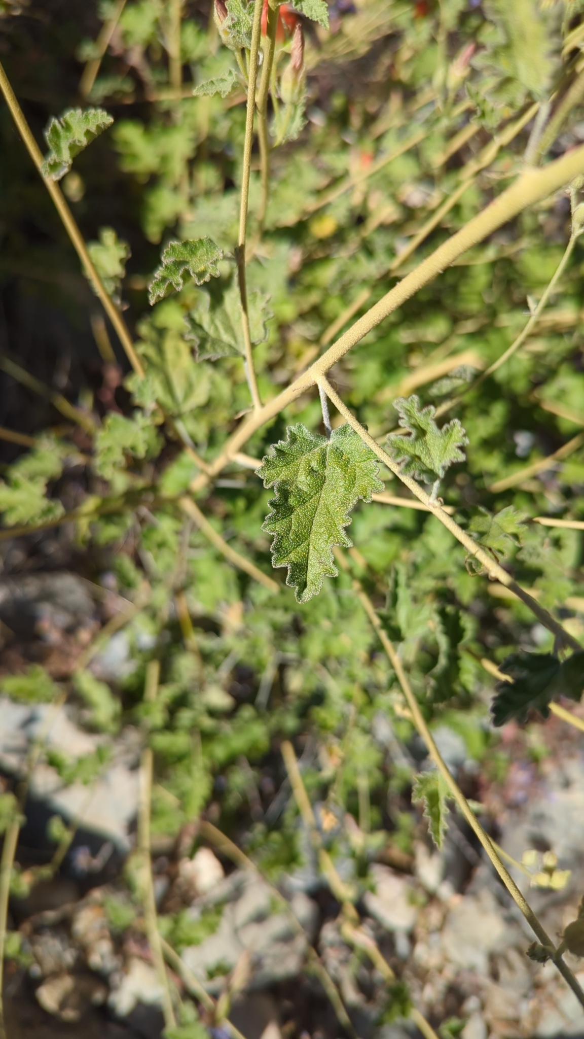 Sphaeralcea hastulata A.Gray