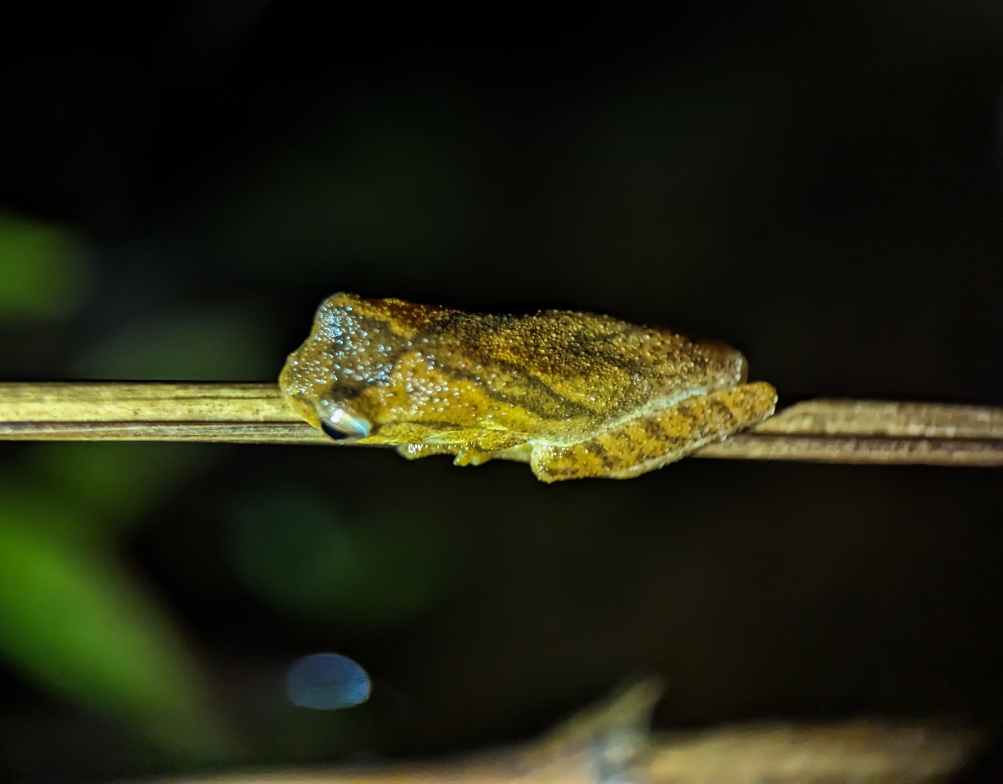 Dendropsophus minutus (Peters, 1872)