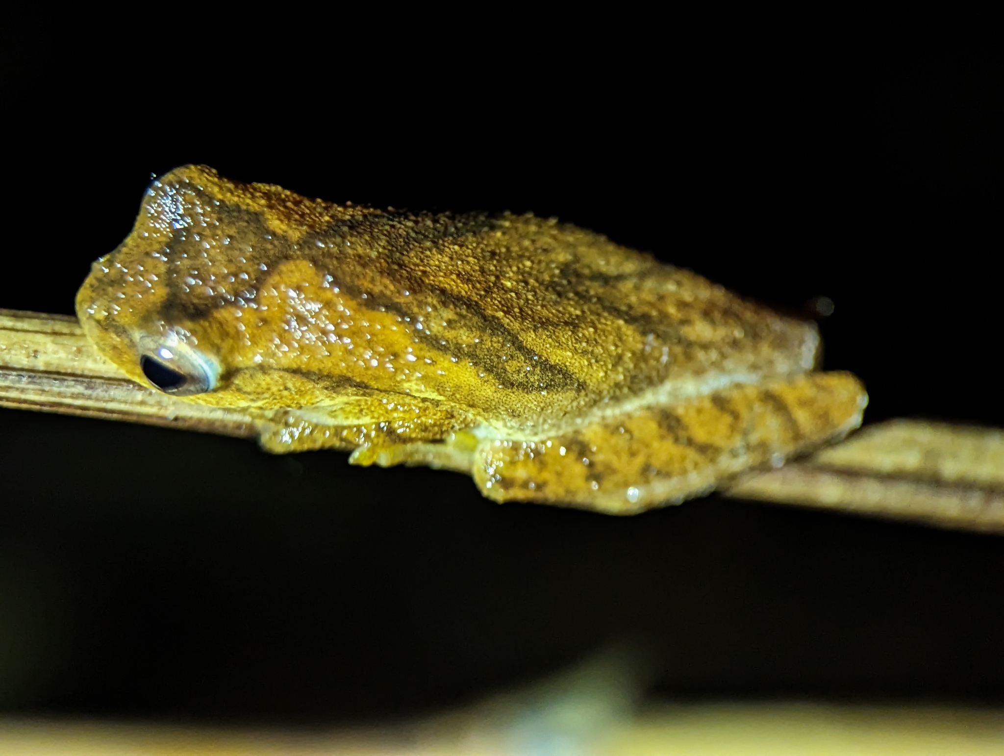 Dendropsophus minutus (Peters, 1872)