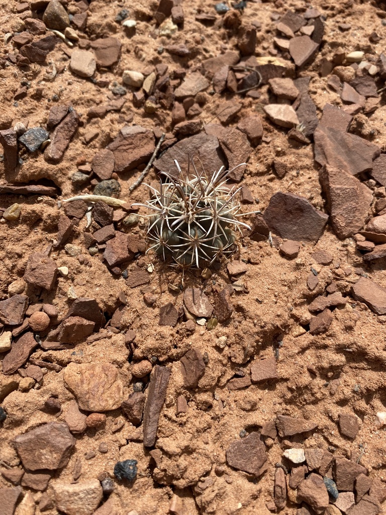 Smallflower Fishhook Cactus from SR-24, Torrey, UT, US on April 7, 2023 ...