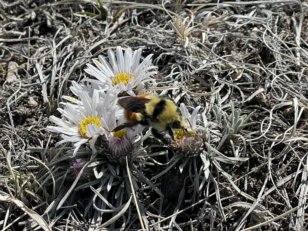 Hunt's Bumble Bee in April 2023 by christian_nunes · iNaturalist