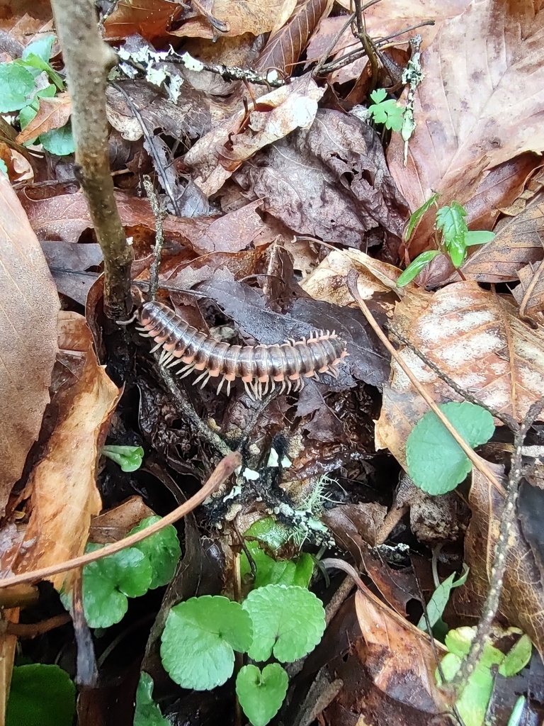 Nannaria in April 2023 by srothermel · iNaturalist