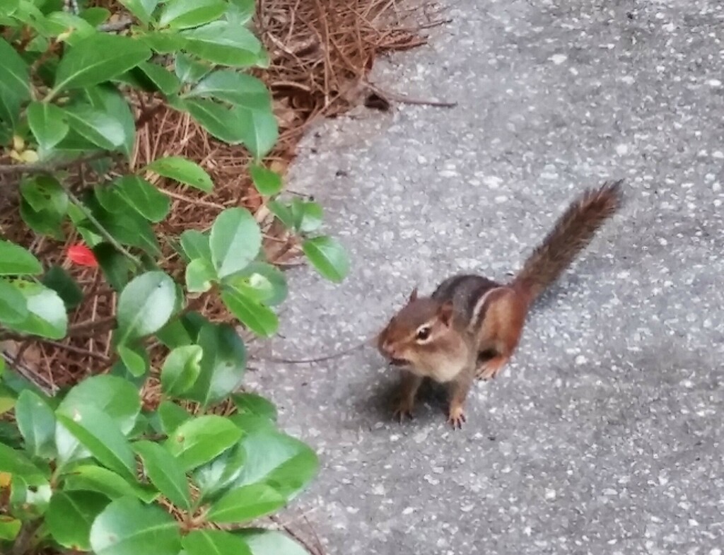 Eastern Chipmunk from Mountain Park, GA, USA on May 26, 2021 at 10:44 ...