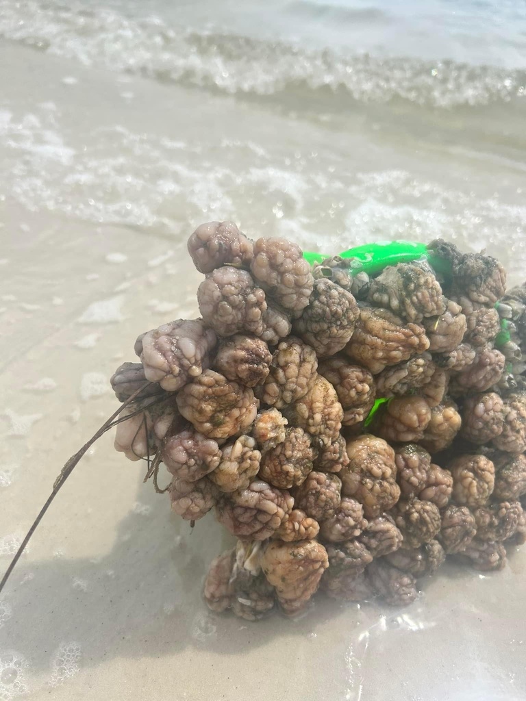 Pleated Sea Squirt from Gulf Shores, AL, US on April 7, 2023 at 06:18 PM by stephertan · iNaturalist