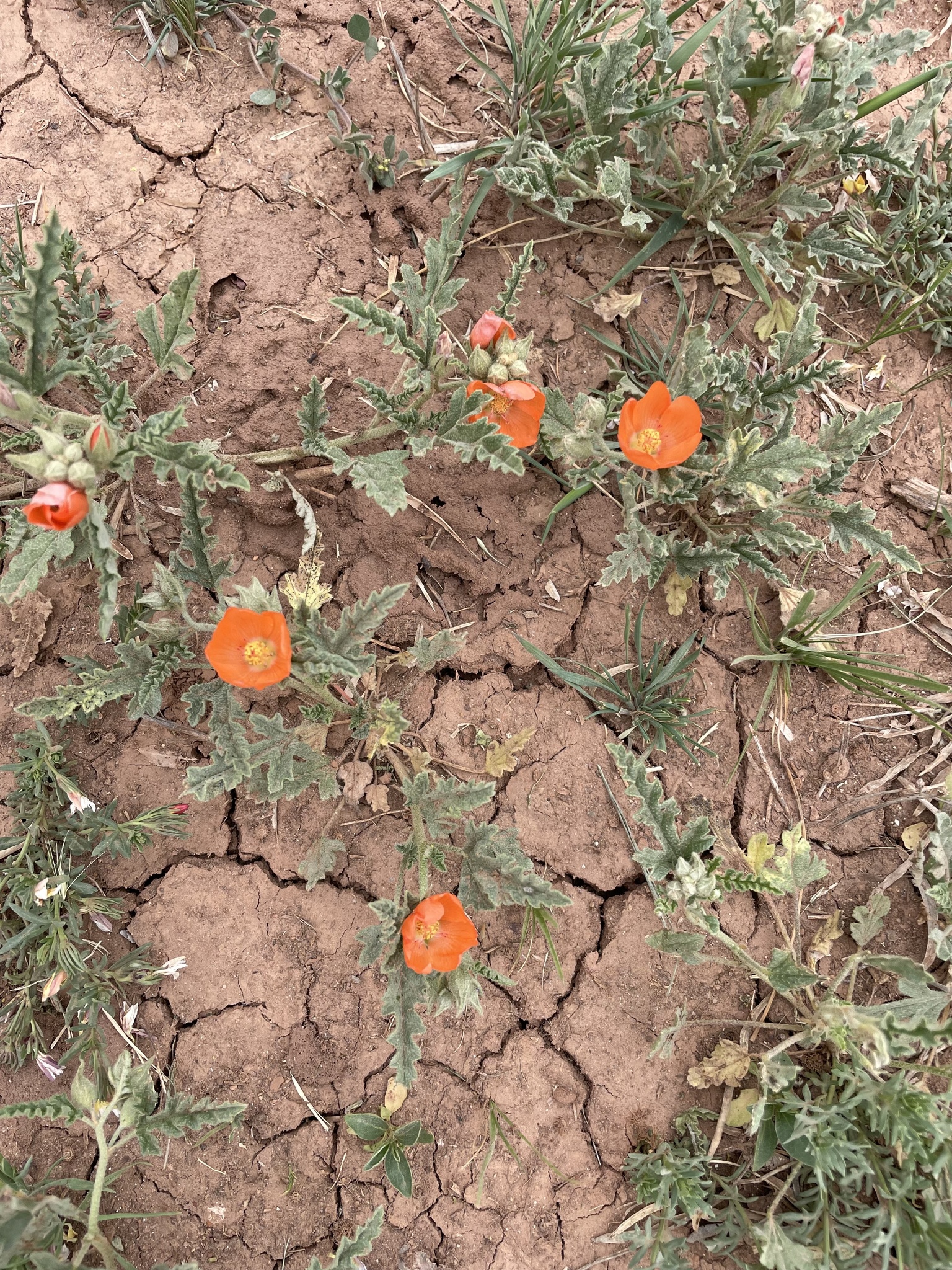 Sphaeralcea hastulata A.Gray
