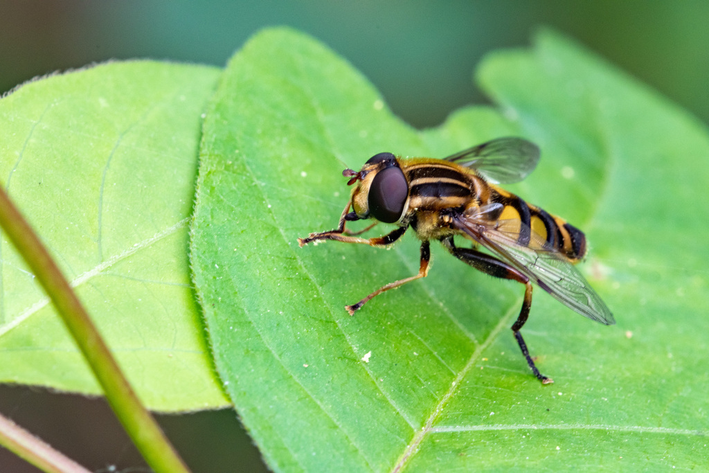 Narrow-headed Marsh Fly from Lewisville, TX, USA on April 07, 2023 at ...