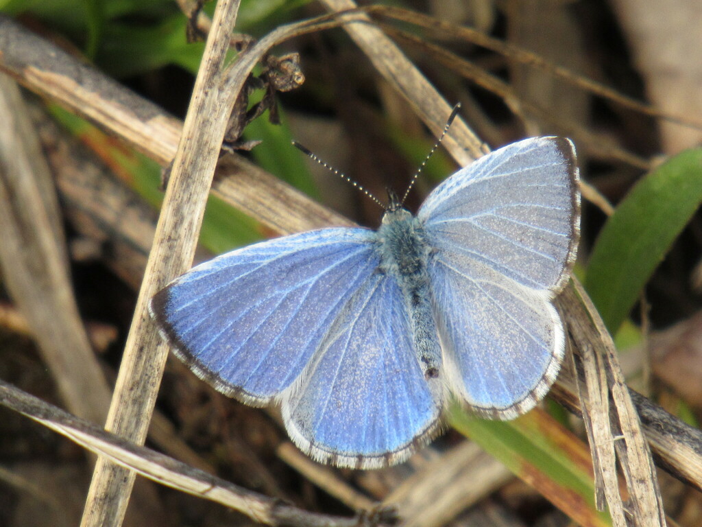 Summer Azure from Grant Park, Montgomery County, OH, USA on April 7 ...
