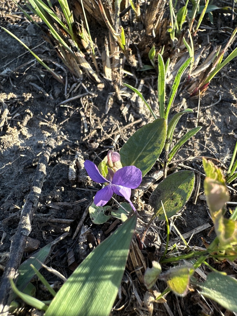 Arrowleaf Violet from E 330th Rd, Flemington, MO, US on April 7, 2023 at 06:42 PM by Blake ...
