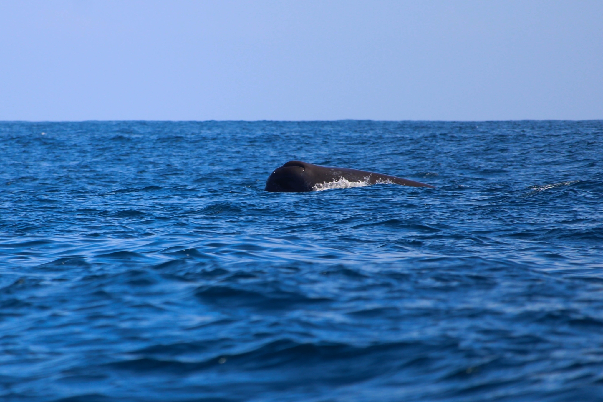 Physeter macrocephalus Linnaeus, 1758